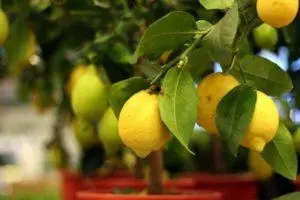Keterangan jenis New Zealand Lemon, Penanaman dan Penjagaan di Rumah
