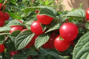 Description of the Vishni Tamaris Variety, Fruit Characteristics and Harvest