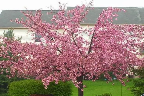 Sakura Garden