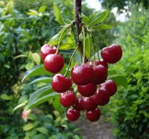 Description of the cherry variety of memory Vavilov and the history of breeding, landing and care