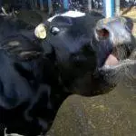 Poking-ul esofagului la bovine: cauze și simptome, tratament 6320_3
