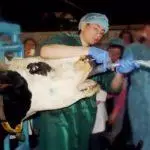 Poking-ul esofagului la bovine: cauze și simptome, tratament 6320_4