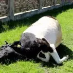 Cutucando do esôfago no gado: causas e sintomas, tratamento 6320_5