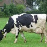 Poking-ul esofagului la bovine: cauze și simptome, tratament 6320_9