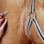 घोड़ों का टीकाकरण: अनिवार्य टीकाकरण आरेख और संभावित जटिलताओं 6322_3