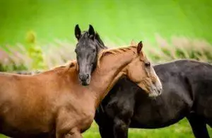 Hobuste tüübid Crossbars ja põhireeglid
