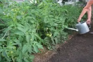 Parimad sordid Transbaikalia tomatid ja millal seemikud ja kasvavad