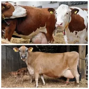 Penyebab sekresi pada sapi premium, norma dan apa yang harus dilakukan ketika lendir muncul