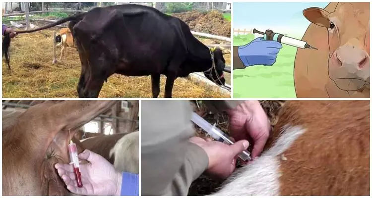 Nimbulaké infeksi lan gejala babesosis ing sapi, metode perawatan lan pencegahan