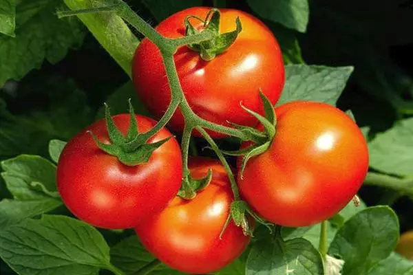 Tomato Nevsky.