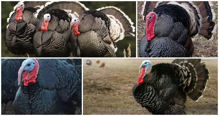 I-turkeys ezininzi
