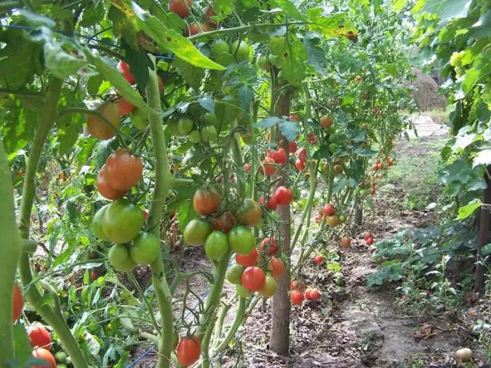 番茄de barao在花園裡