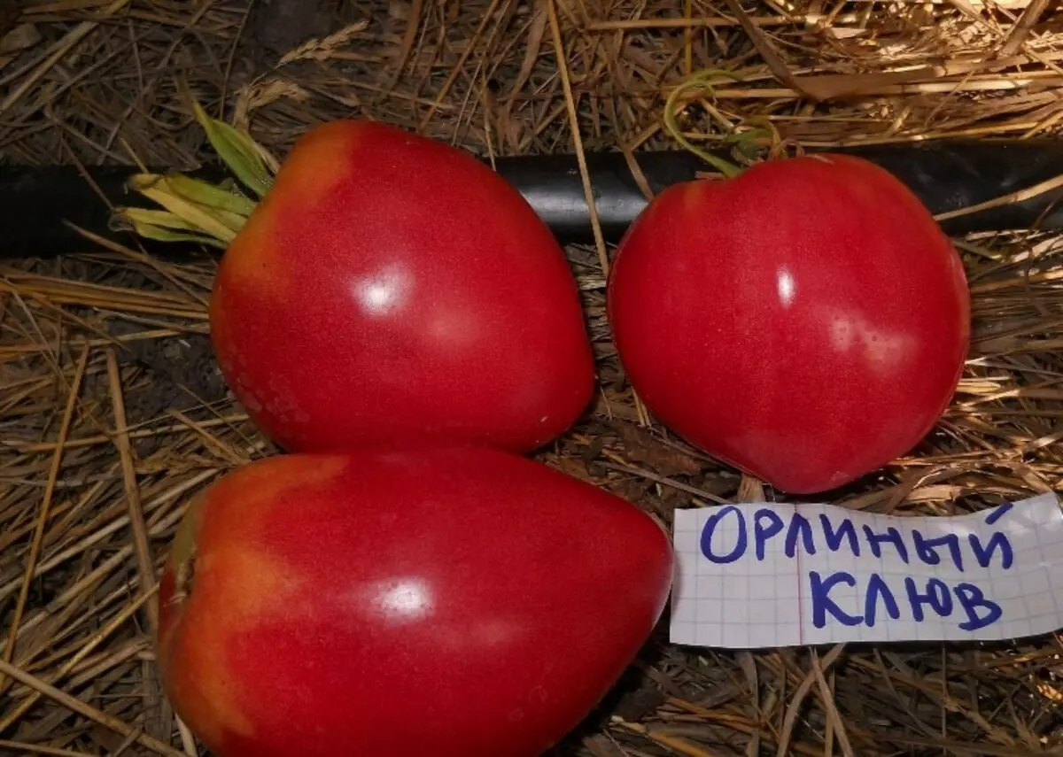 Tomato Orline Beak.