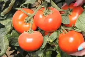 Descrição do grau do Axioma do tomate F1, suas vantagens e cultivo