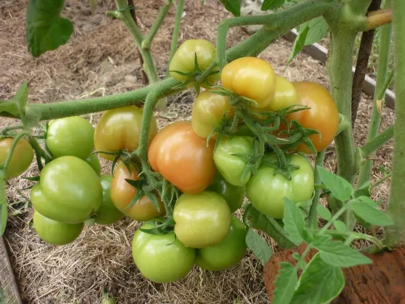 Bushes tomato sanka.