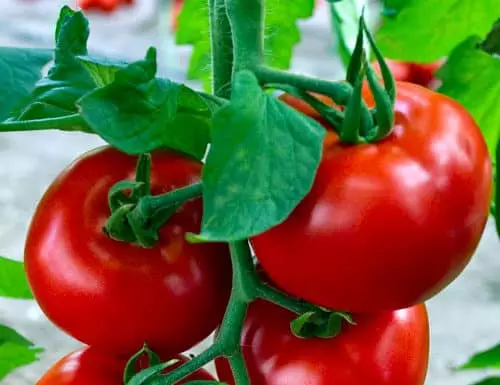 Kollar pomidor ilyich f1