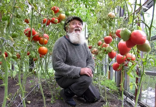 En mann sitter i et drivhus med tomater