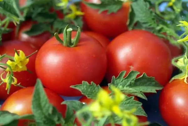 Polikarbone Tomus pomidorlary: Moskwa üçin iň gowy görnüşler 6332_3