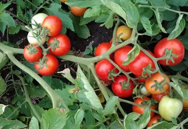 Bushes tomato alenka.