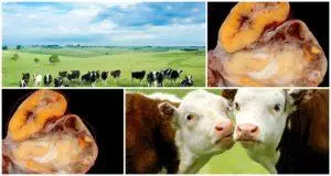 Nguyên nhân và triệu chứng của việc làm giảm buồng trứng trong bò, sơ đồ điều trị