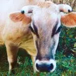 Krava jeli polietilenski paket: što učiniti i moguću opasnost 6333_4