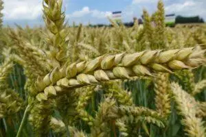 Review ja kirjeldus populaarsete herbitsiidide nisu töötlemise weeds