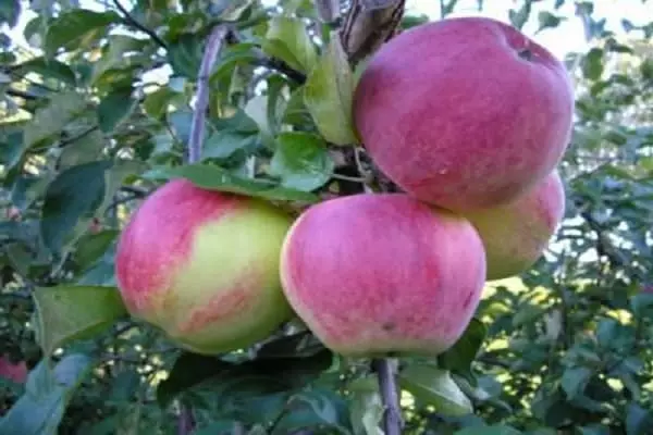 Apple Tree Aelita.
