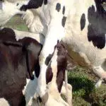 Cow Chrotil efter insemination: Orsaker och möjlig fara, vad man ska göra 6340_4