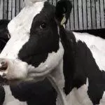 Cow Chrotil efter insemination: Orsaker och möjlig fara, vad man ska göra 6340_5