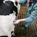 Cow Chrotil efter insemination: Orsaker och möjlig fara, vad man ska göra 6340_6