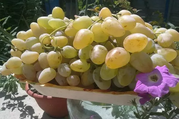 Monarh grožđe