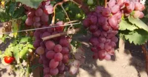 Paglaraw ug Kasaysayan sa Mga Grapes Victoria Victoria, Pagtanum ug Pag-atiman