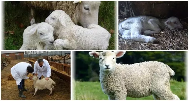 כבשים תוצרת בית