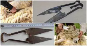 Varieties of sheep scissors and how to choose a device how much cost
