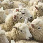 Хэдэн хонь хэдэн удаа амьдардаг: Дотоодын болон зэрлэг амьтдын дунджаар дундаж хугацаа 6357_2