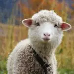 Quantes ovelles viuen: la durada mitjana dels anys d'animals domèstics i salvatges 6357_3