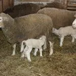 Хэдэн хонь хэдэн удаа амьдардаг: Дотоодын болон зэрлэг амьтдын дунджаар дундаж хугацаа 6357_4