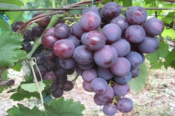 Rochefort ყურძენი