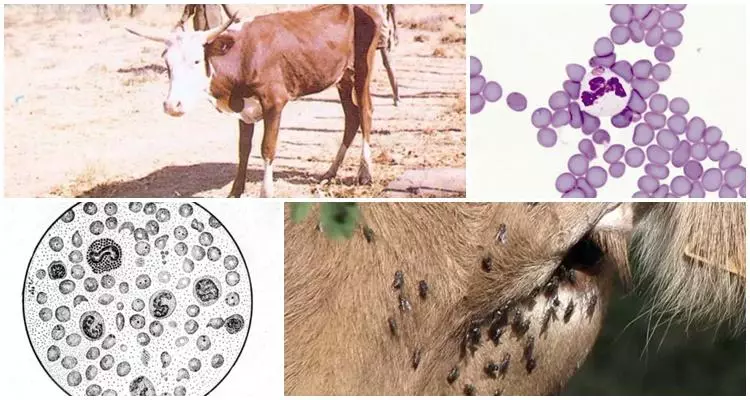 Anaplasmosis cattle