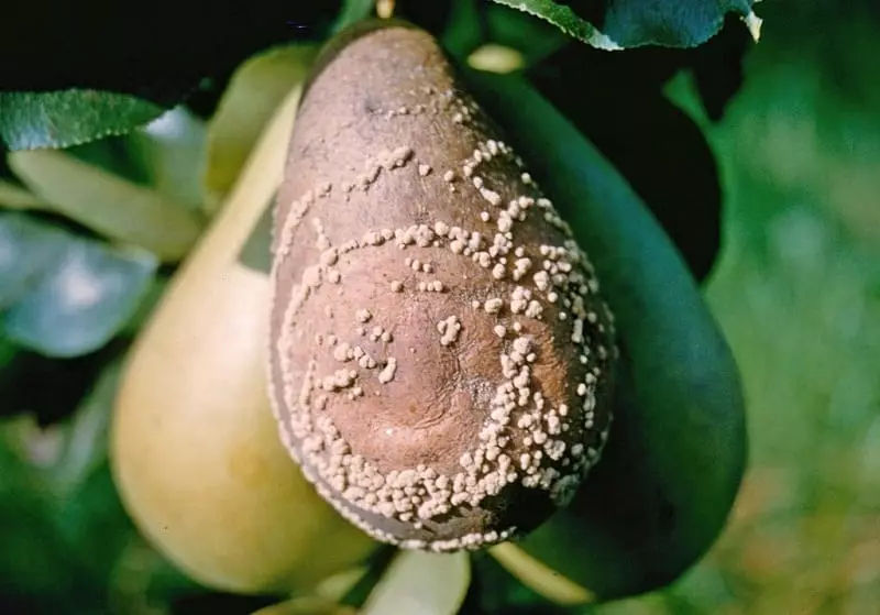 Monylize Pear