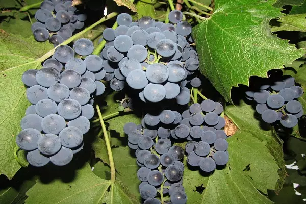 Druiwe Moldawië