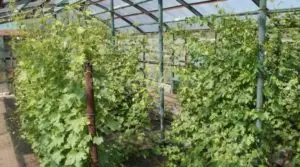 Raste i briga za grožđe u predgrađu bez staklenika u otvorenom tlu za početnike