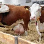 Mastitis subclínica en vacas: Cómo determinar y tratamiento en el hogar 6371_4