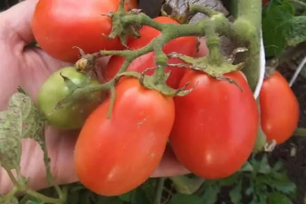 Pomidor hibrid.