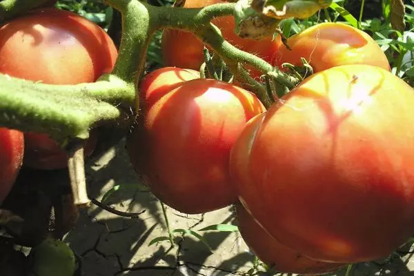 گوجه فرنگی در یک گلخانه