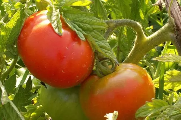 वाढत टोमॅटो