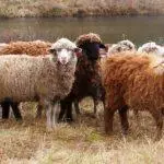 Schafe Heftotoxid: Pathogen a Symptomer, Methoden vun der Behandlung a Präventioun 6385_4