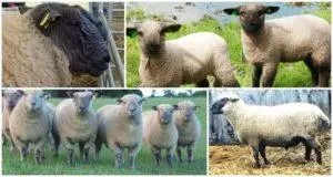 Opis i karakteristike ovce Shempshire Rock, Pravila sadržaja