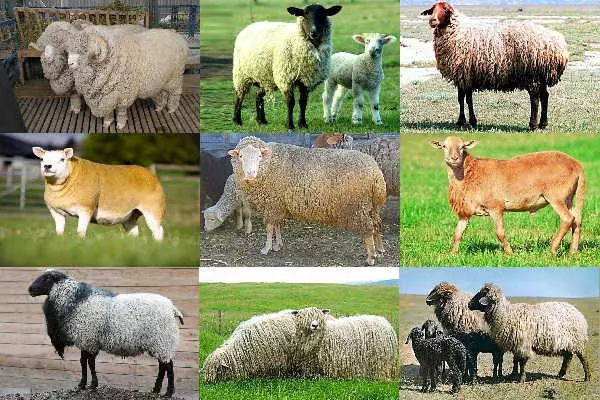 Rusya'da çoban