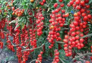 Đặc điểm và mô tả cà chua ngọt anh đào, năng suất và tu luyện